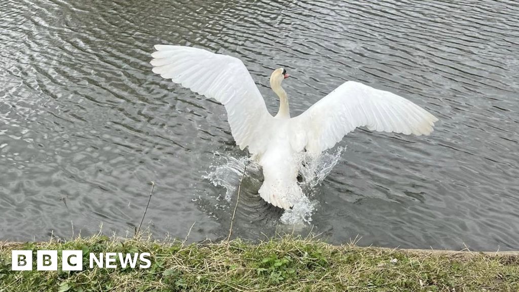 Leicester: Swan released in park after crash landing on car park roof