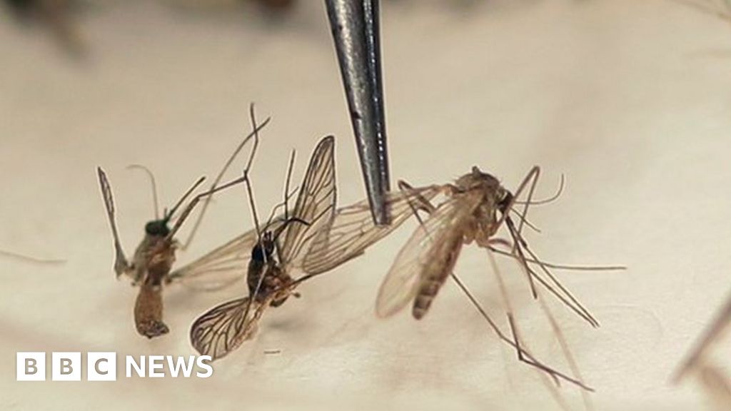 Zika virus: WHO backs GM mosquito trials - BBC News