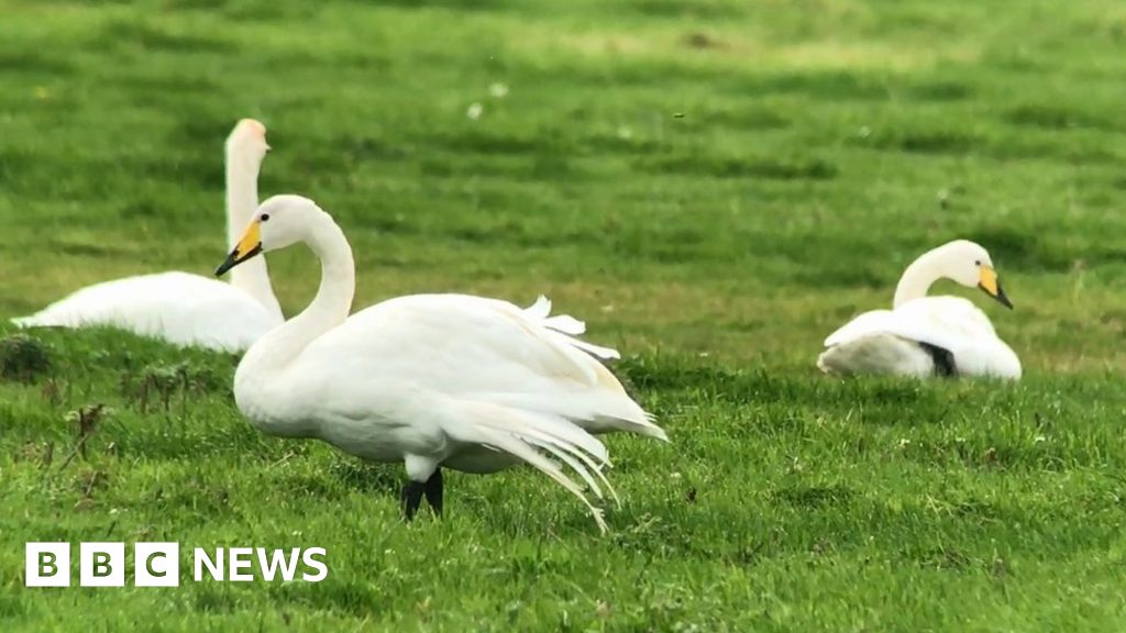 'Lonely swan' reunited with flock at RSPB reserve