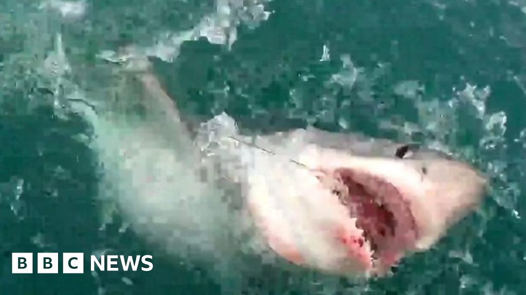 Awesome shark snagged by Devon fishermen - BBC News