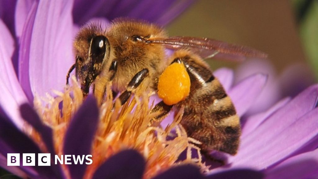 Can tech keep the world's bees buzzing? - BBC News