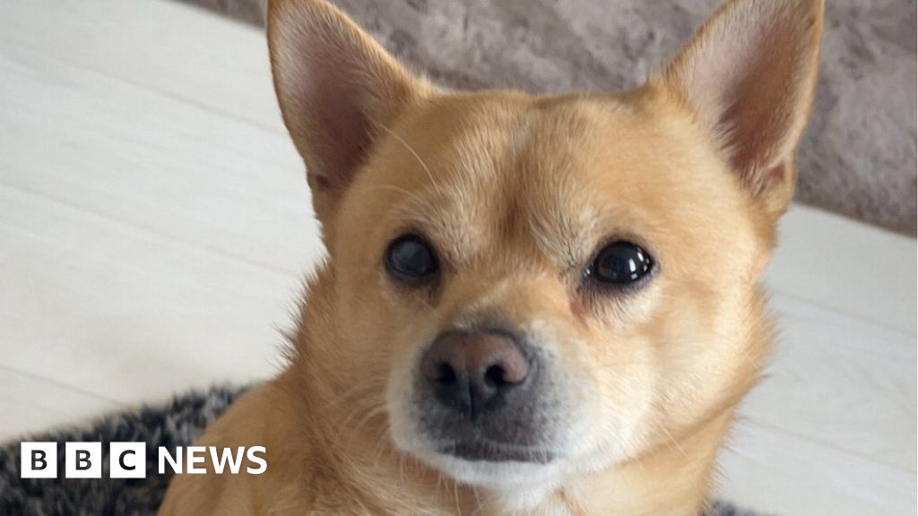 Fire crews who rescued dog thanked by owner - BBC News