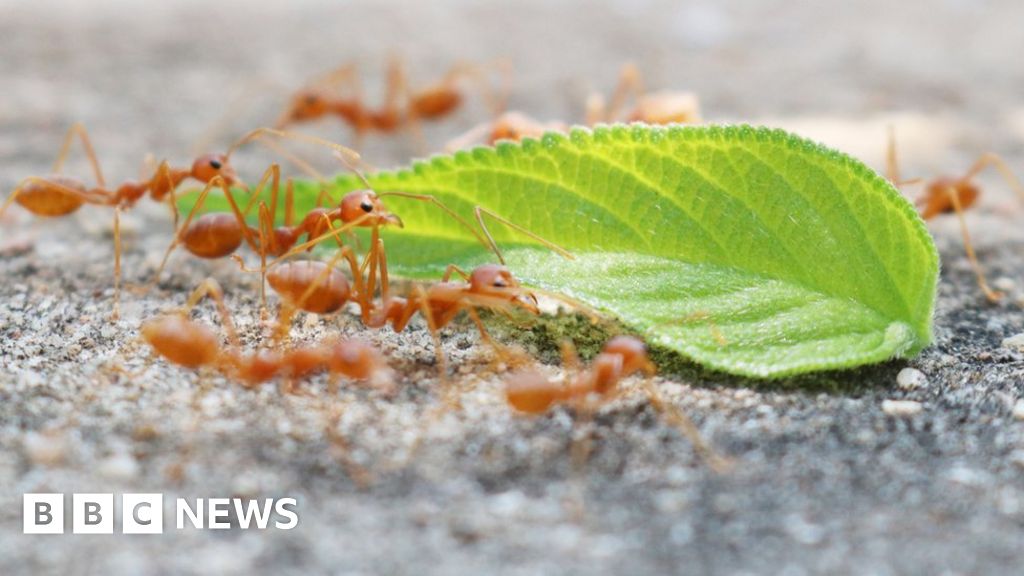 Could ants tackle the 'antibiotic apocalypse'? - BBC News
