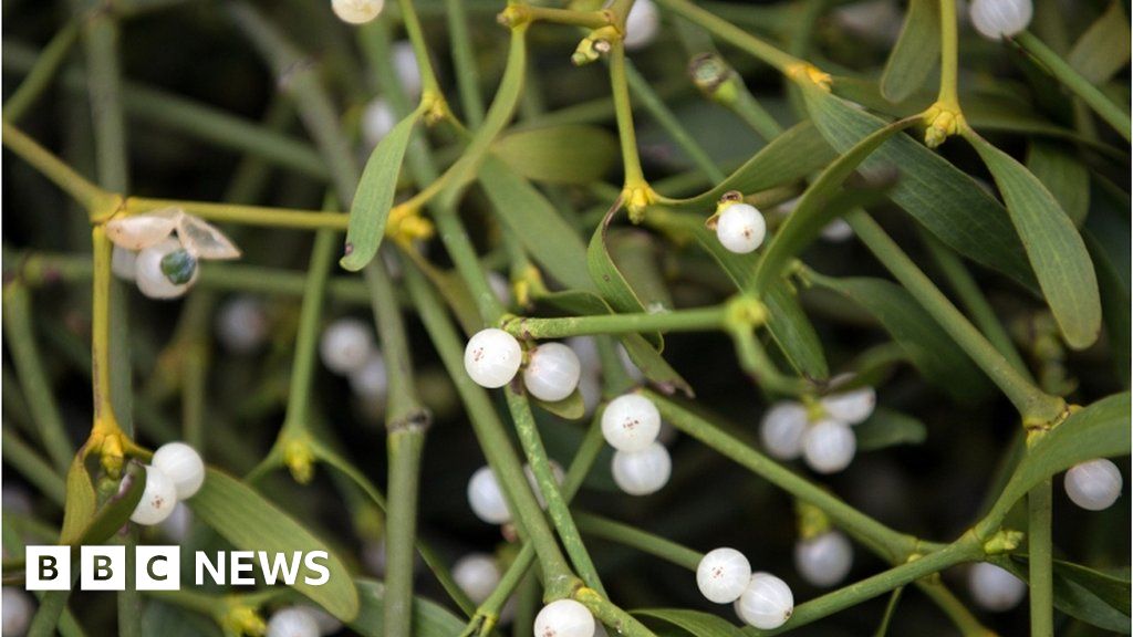 Blackcaps wintering in Cambridge help spread mistletoe