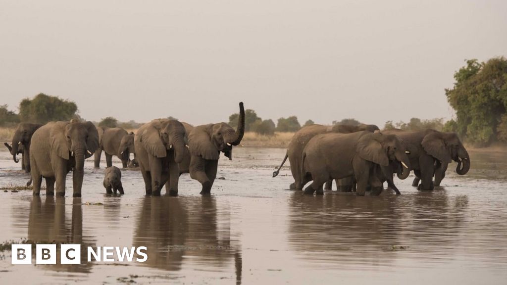 The country that brought its elephants back from the brink - BBC News