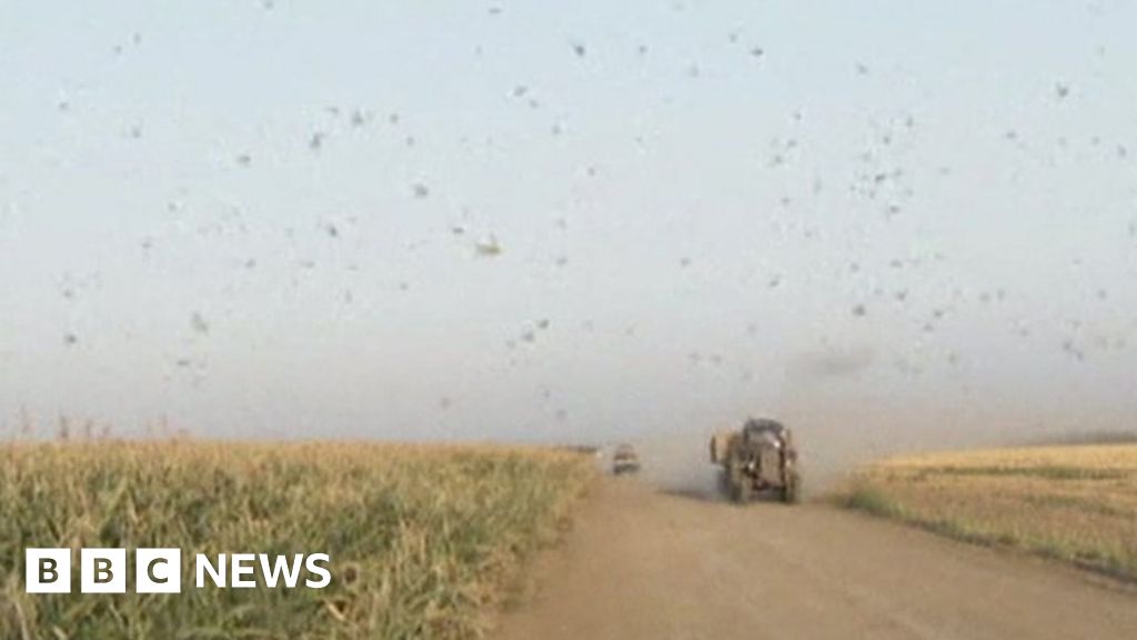 Swarm of locusts hits Russia devastating crops - BBC News
