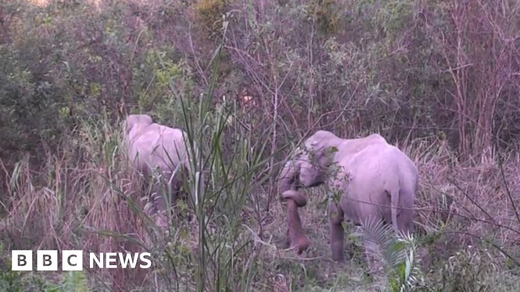 Asian elephants shows a mother carrying her dead calf