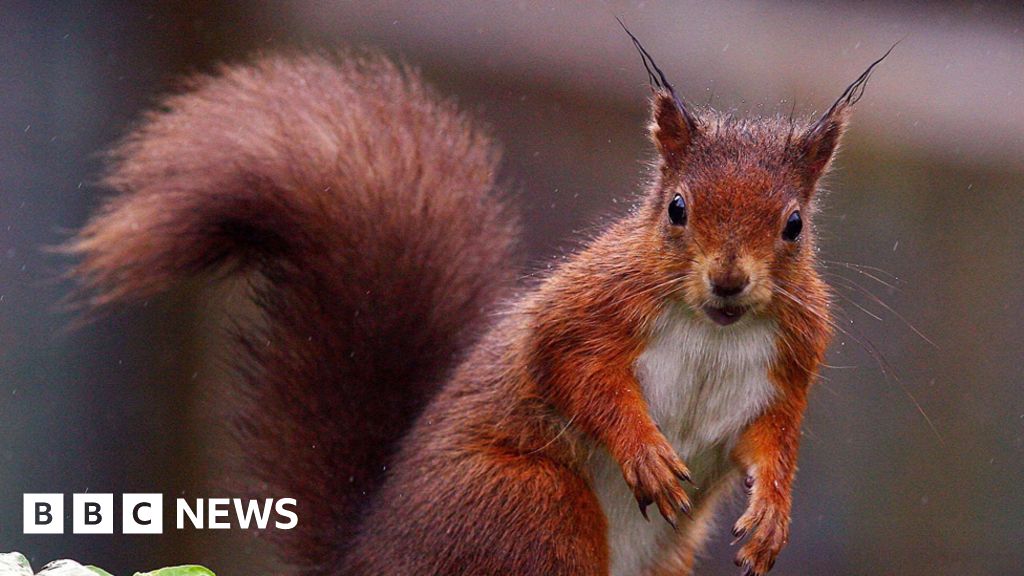 Red squirrel reintroduction plan for East Yorkshire