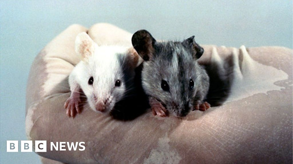 Mutant mice become 'super sniffers' - BBC News