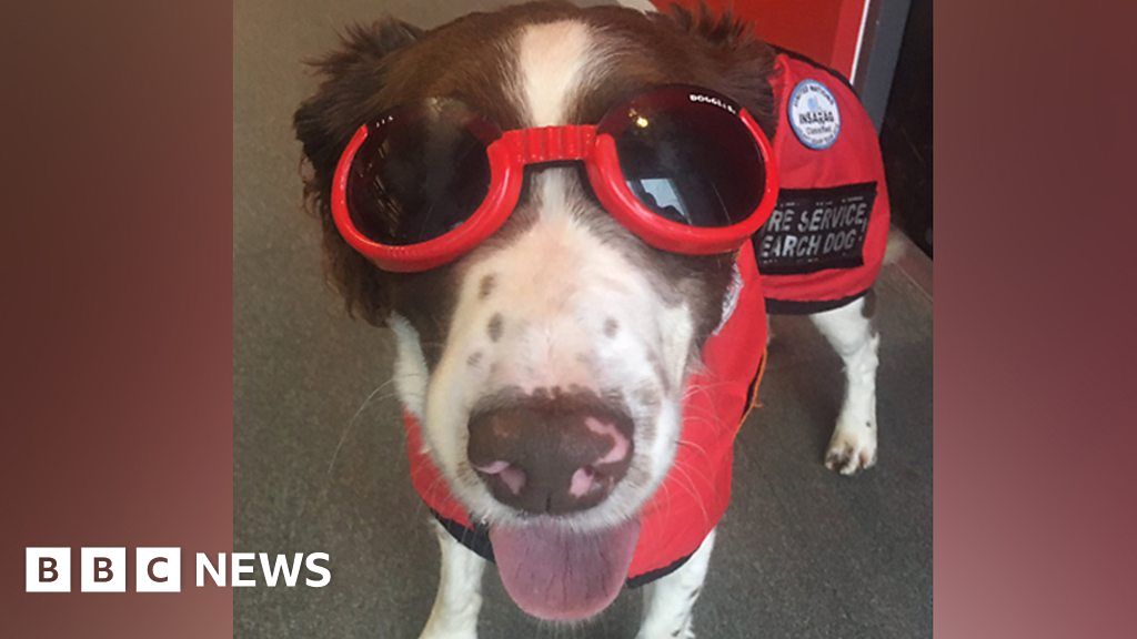 Meet Mac, Scotland's newest rescue dog kitted out for a 999 call-out ...
