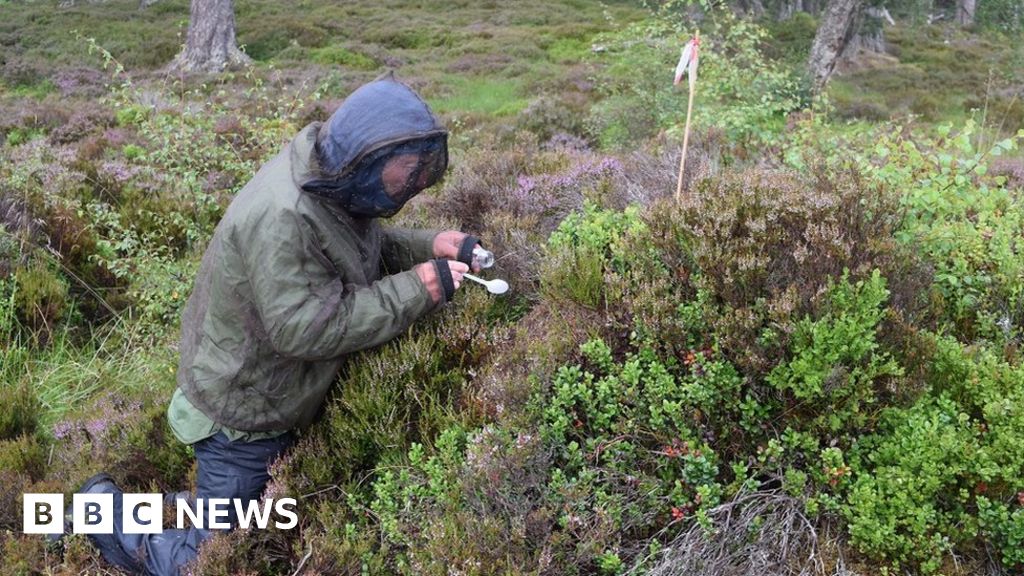 Bid to boost numbers of one of UK's rarest ants - BBC News