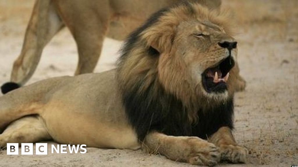 Cecil the lion: US hunter 'regrets' killing - BBC News