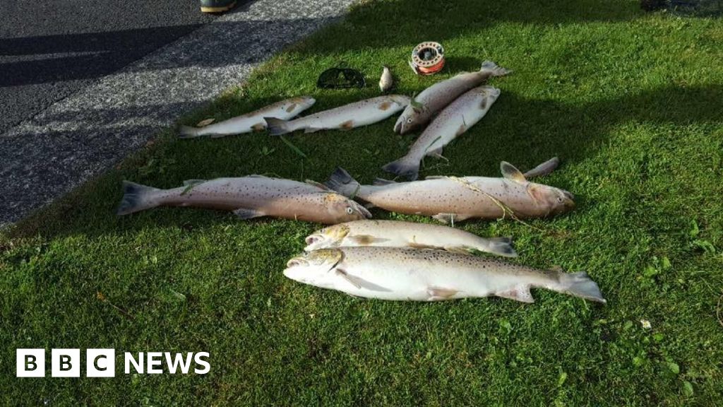 Chemical spill leads to major fish kill in County Down river - BBC News