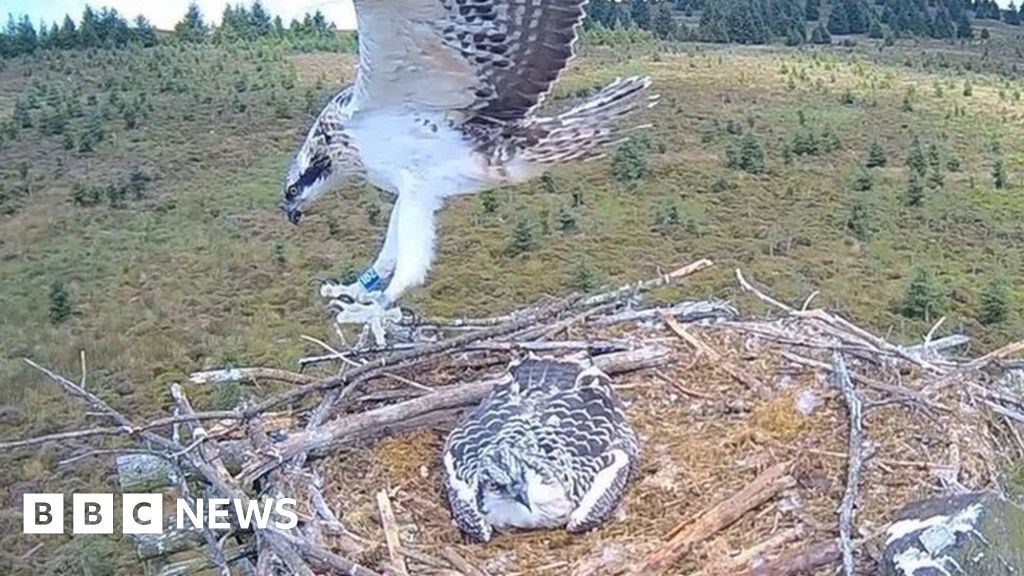 Kielder Forest's 100th osprey chick takes flight - BBC News