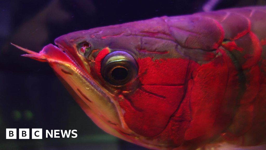 The deadly trade around exotic fish - BBC News
