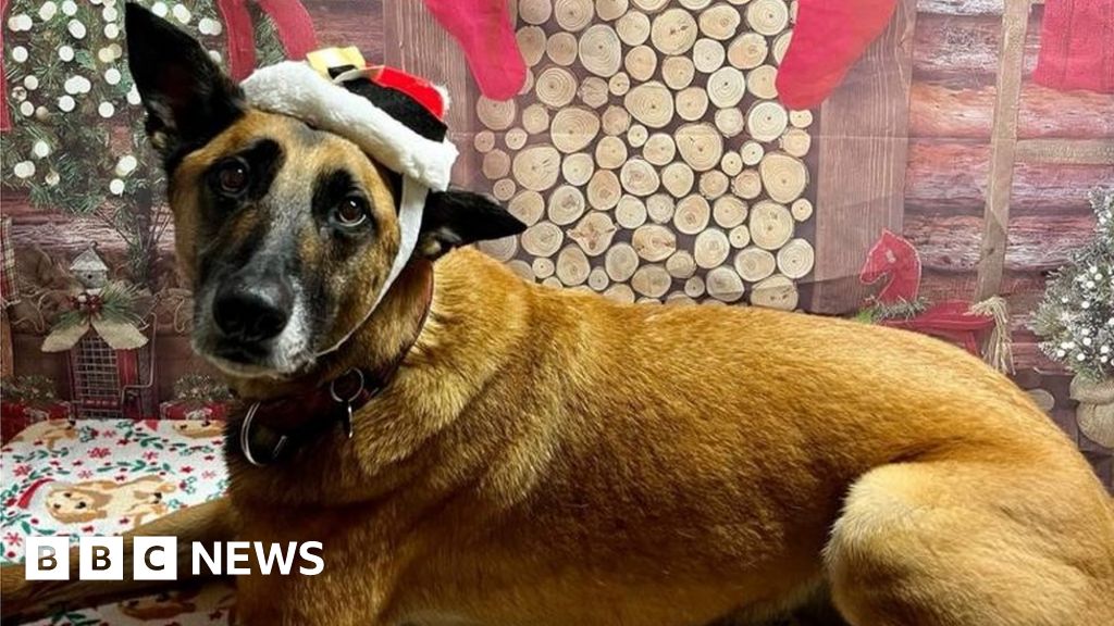 Hellesdon: Chase the rescue dog to get Christmas to remember - BBC News