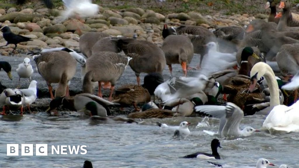 Why ducks and geese eat toxic lead - BBC News