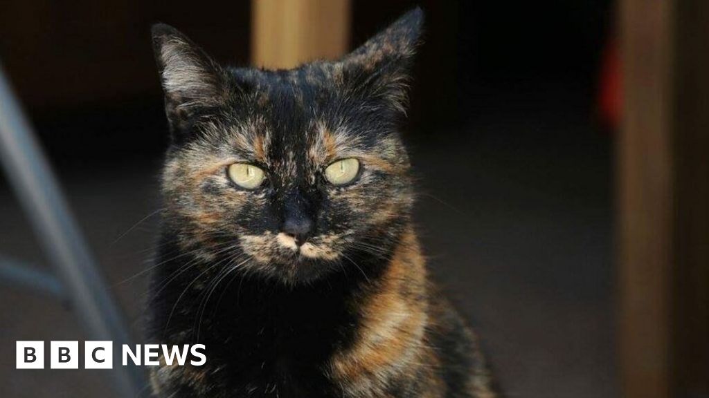 Tink the fire rescue feline from Shrewsbury is named cat of the year ...