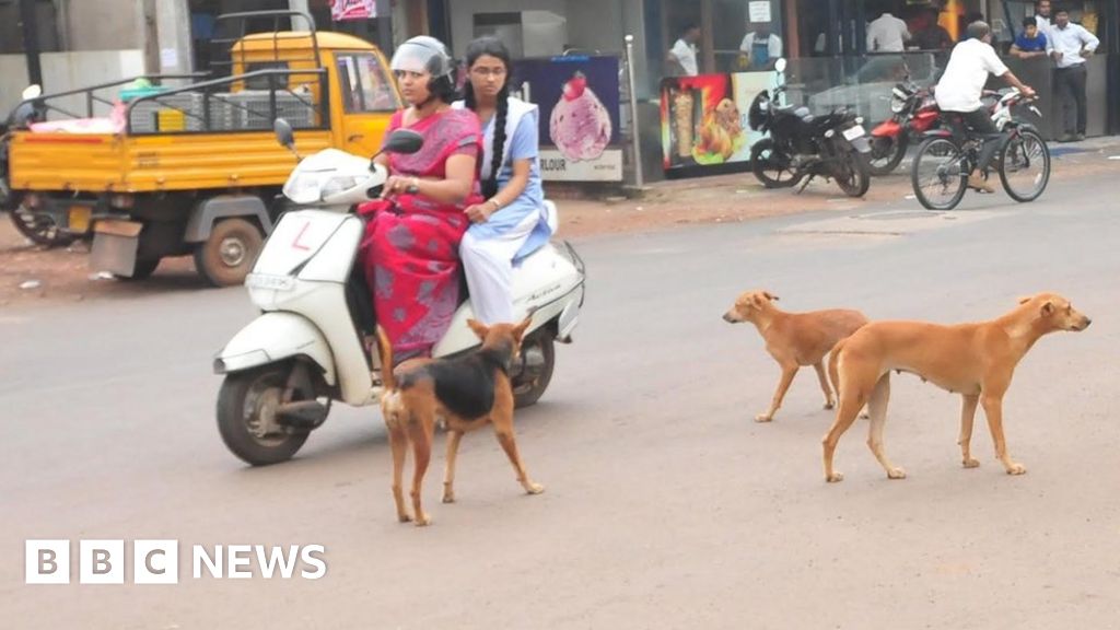 India dog cull causes controversy and heartache - BBC News