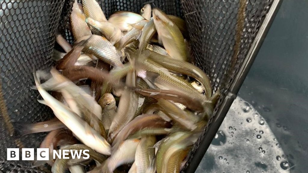 Thousands of fish released to restock Devon river - BBC News