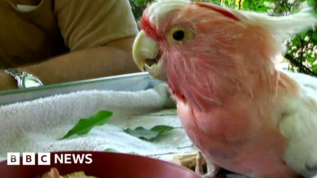 'Oldest' pink cockatoo dies at 83 - BBC News