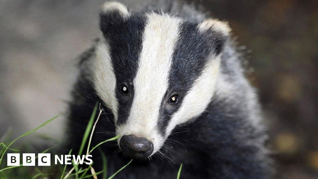 Lincolnshire badgers to be moved after damaging river flood defences ...