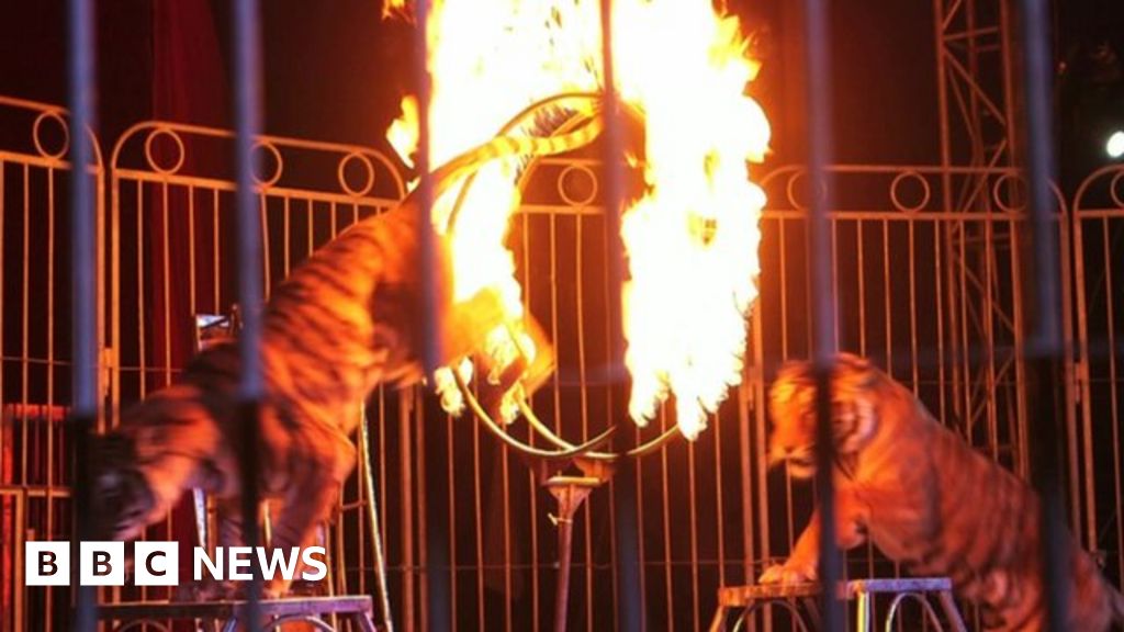 Wild animal ban will affect Mexican circus workers - BBC News