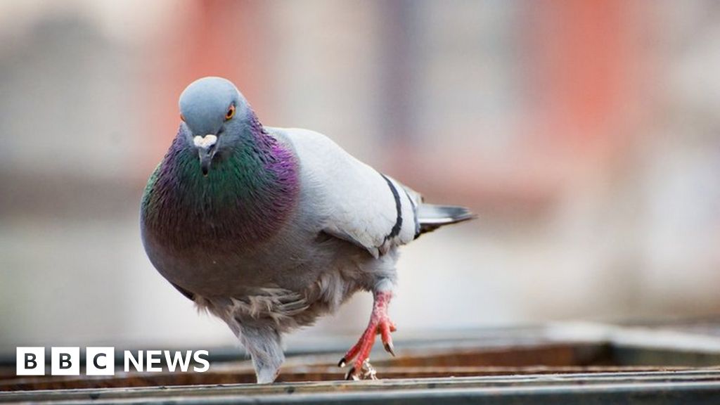 Man filmed appearing to bite off live pigeon's head - BBC News