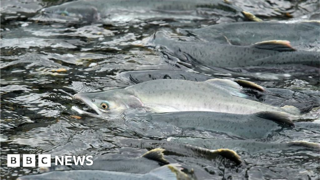 Pink Salmon warning after species found in Irish rivers - BBC News
