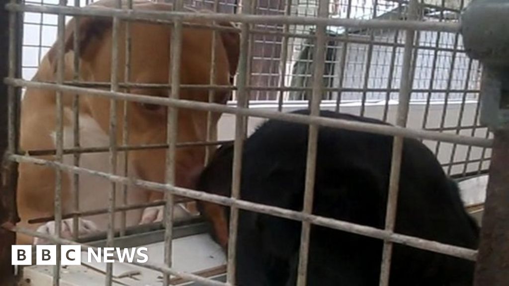 Death row dogs Stella and Vinnie see each other for final time - BBC News