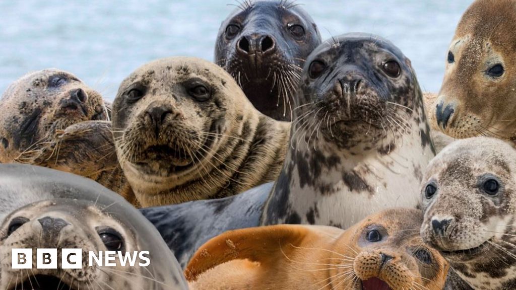 Scottish officials sought seal shooting ban exemption - BBC News