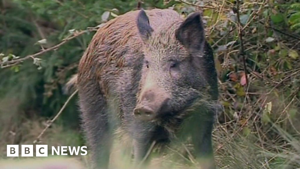 Forest of Dean’s pig pest - BBC News
