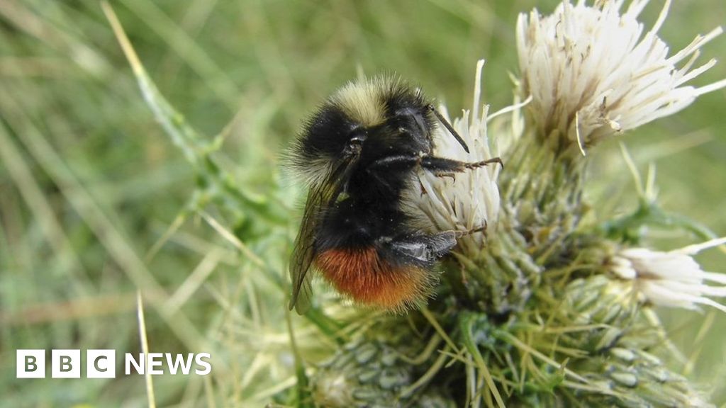 Long Mynd: Rare bumblebee awards meadow nectar points