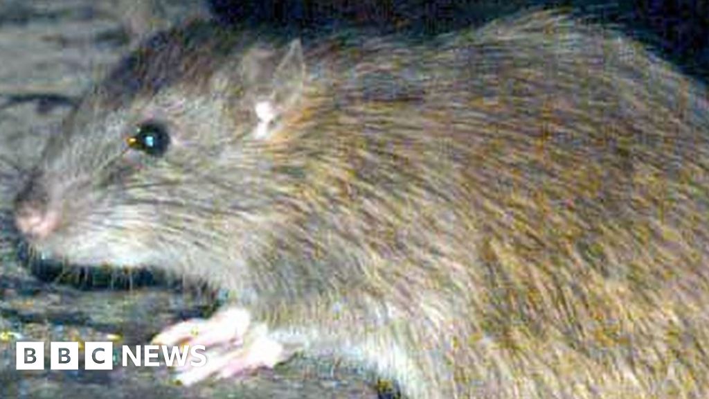 Rats seen scuttling around mental health ward garden