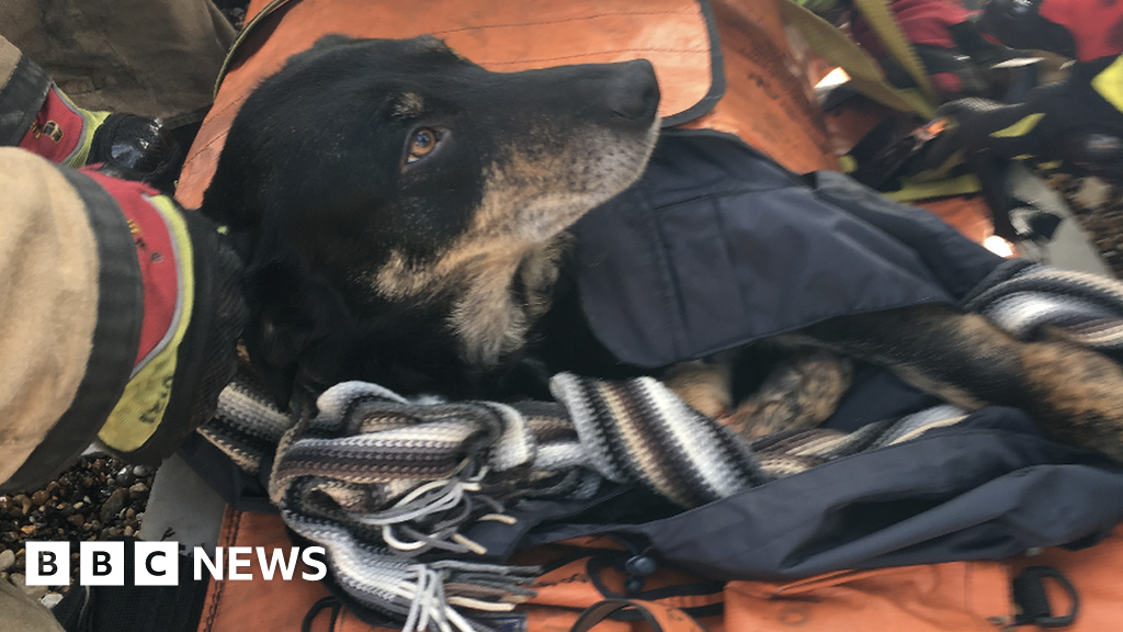 Dexter the dog survives 130ft cliff fall