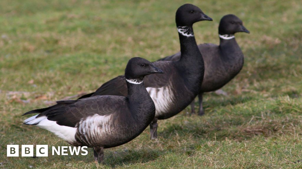 Southsea: Brent Geese get winter refuge during sea defence work