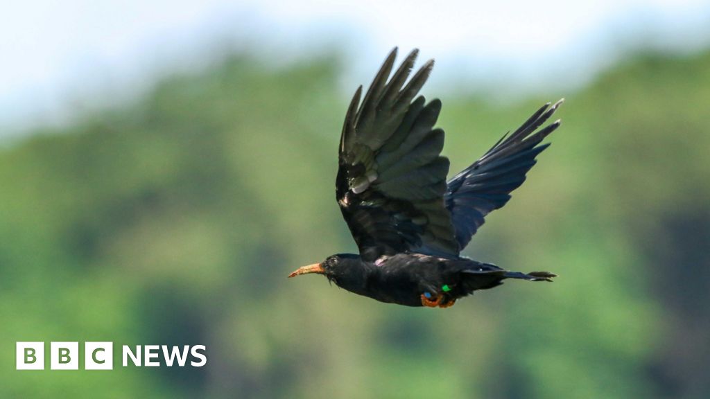 Kent: Rewilding success for long-lost bird population - BBC News