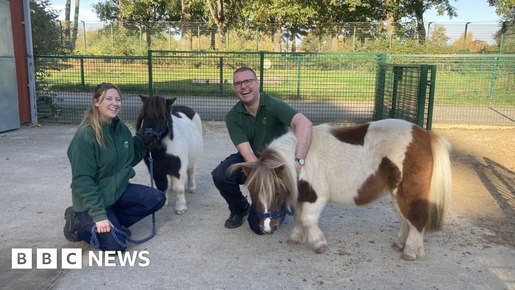 East Park mini zoo welcomes rescued Shetland ponies. - BBC News
