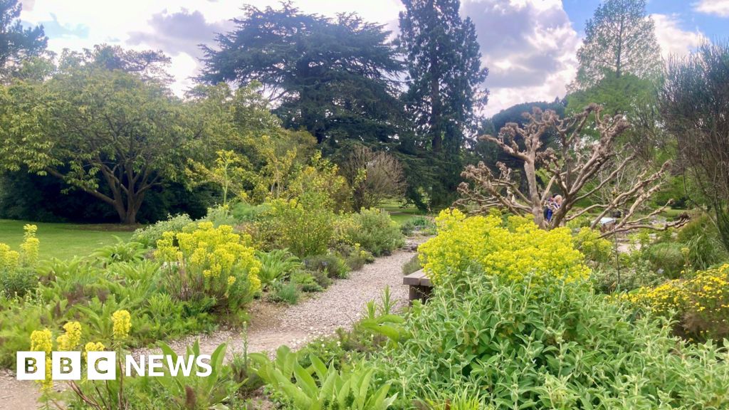 Cambridge botanic garden tracks trees for climate change - BBC News