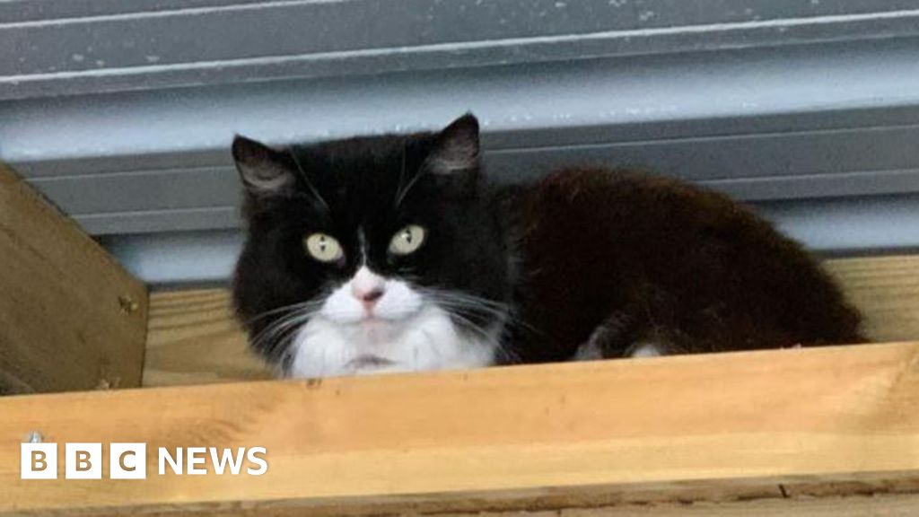 Cat charity 'shocked' as cats released after break-in - BBC News