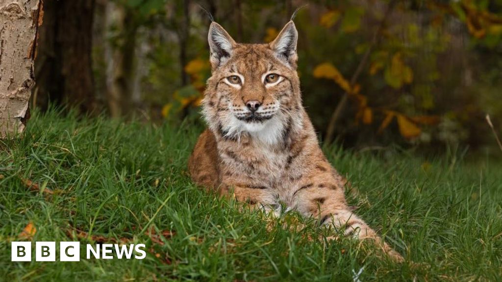 Smarden: Oldest inhabitant at big cat sanctuary dies