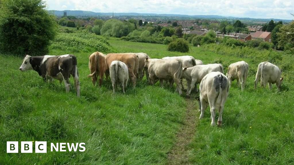Cattle to be released on Worcester meadows this Easter - BBC News