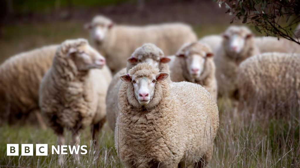 Dyfed Powys: Alleged sheep rustler arrested after 63 ewes stolen