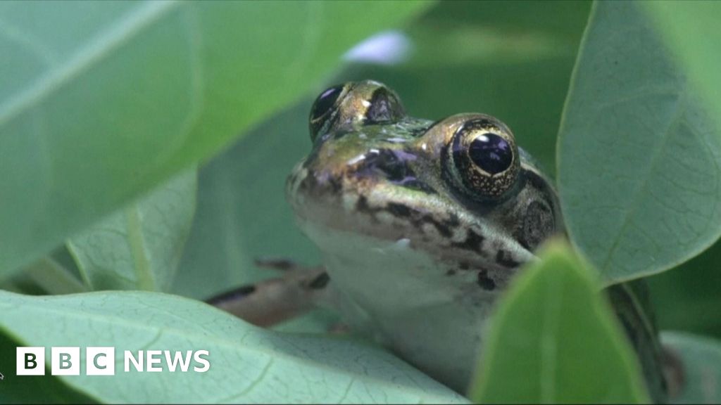 More than a hundred leopard frogs released into the wild