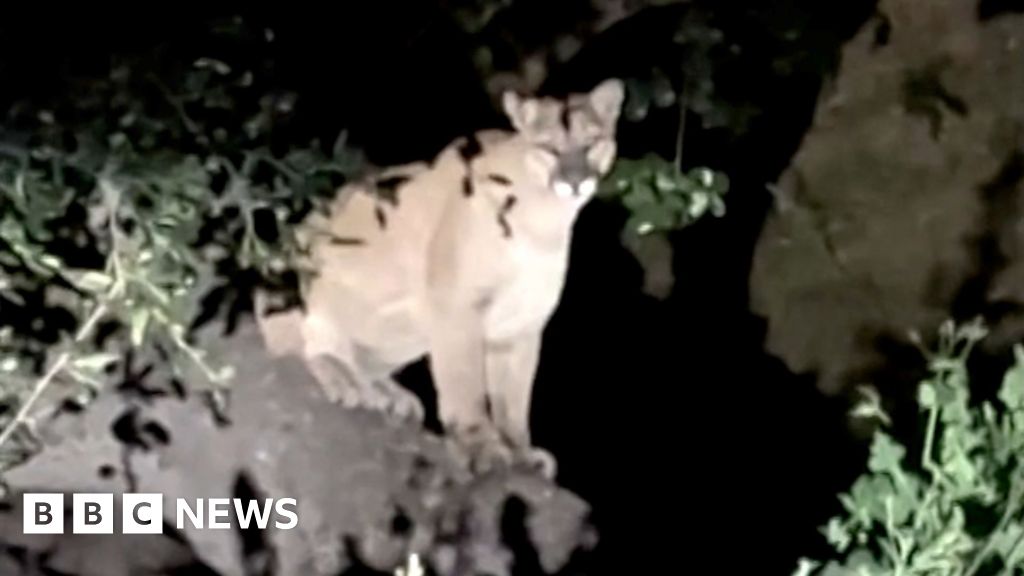 Video captures new mountain lion spotted in Hollywood - BBC News