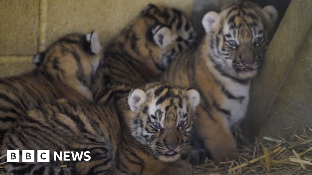 Rare Amur tiger cubs' personalities appearing at Longleat - BBC News