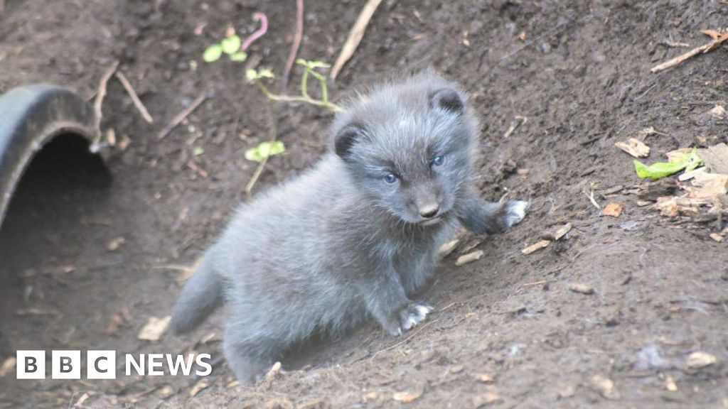 Dudley zoo welcomes birth of Arctic fox cubs for first time