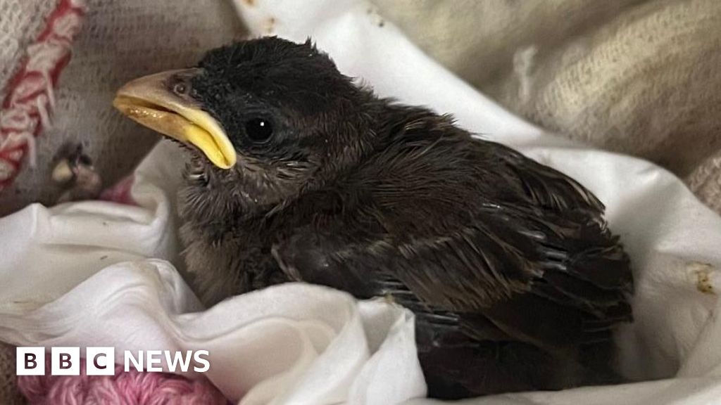 People are reminded not to disturb chicks amid rise in hatchings