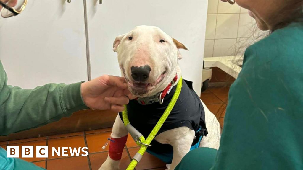 Shropshire dog recovering after swallowing razor blade