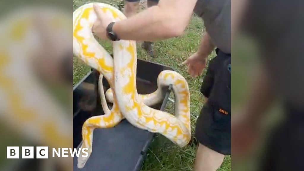 Rescued North Lincolnshire python snakes 'comfy' in care - BBC News